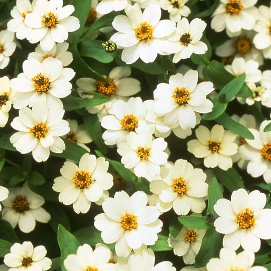 Buy Zinnia Seeds Profusion Double White 100 Thru 500 Bulk Flower Online