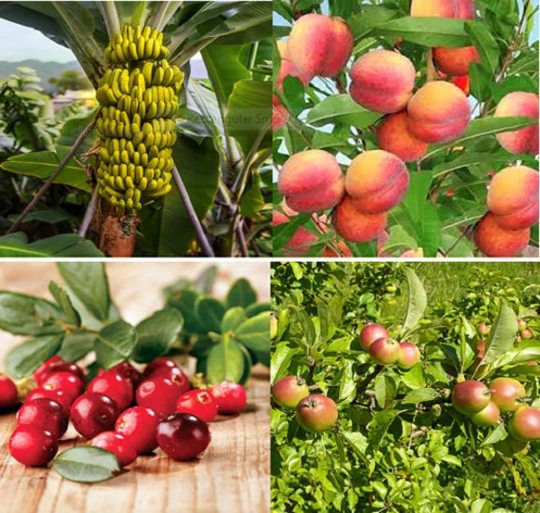 Buy 16 X Mixed Fruit Tree Seeds. | 4 Seeds From 4 Varieties Online