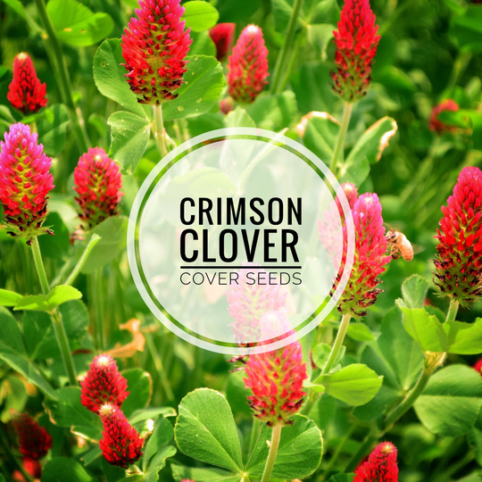 Buy Crimson Clover Seeds - Cover Crop/For Pollinators Online