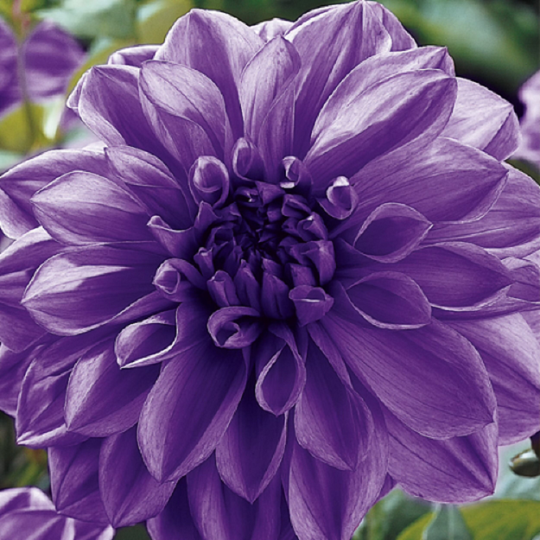 Buy Dahlia Lilac 60 Seeds Online