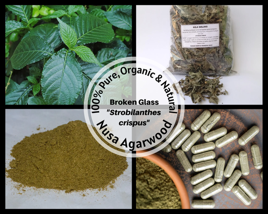 Buy Dried Leaves/Powder/Capsule - Black Face General Broken Glass ...