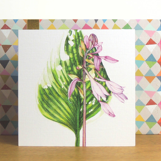 Buy Hosta Greetings Card Online