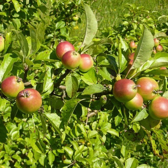 Buy 25 X Crab Apple Seeds | Malus Sylvestris Online