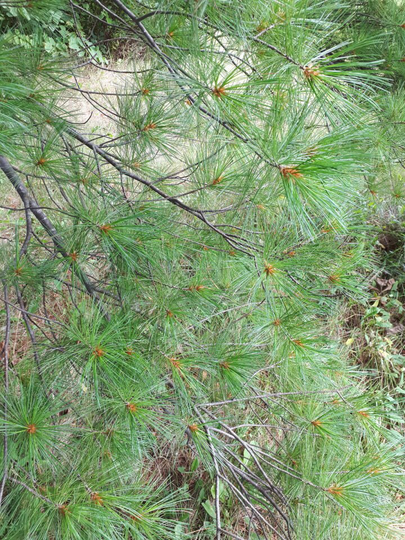 Buy Wild Pine Needle Tea Online