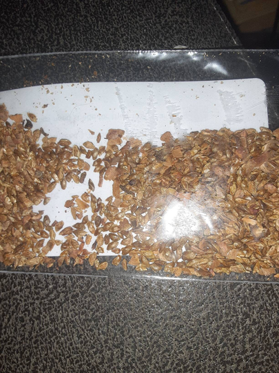 Buy Chinese Hemlock Tree Seeds Online