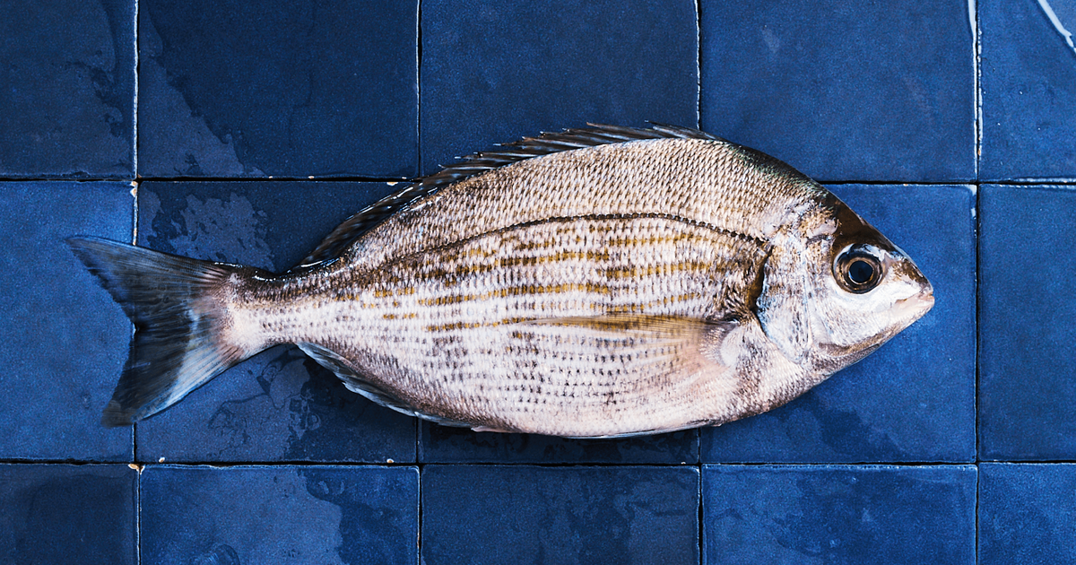 Tout savoir sur la dorade grise pêchée durablement.