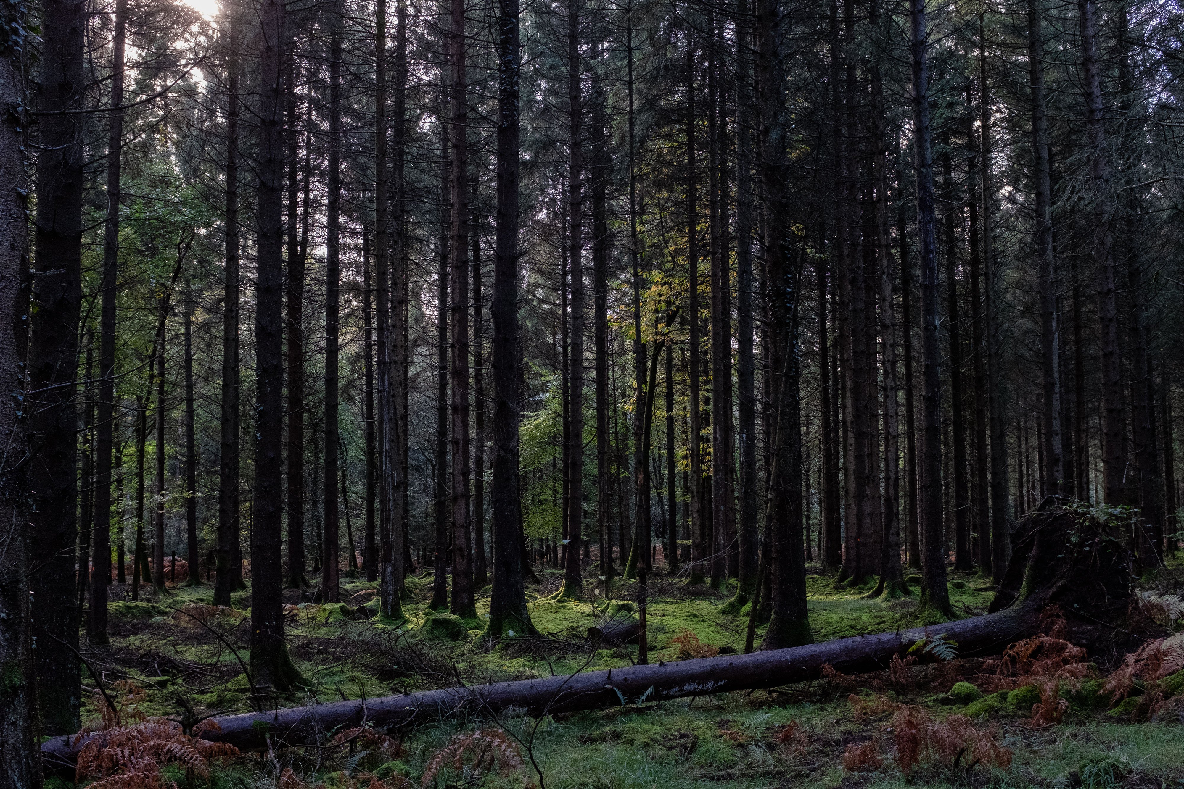 New Fancy View | Walks and Pictures