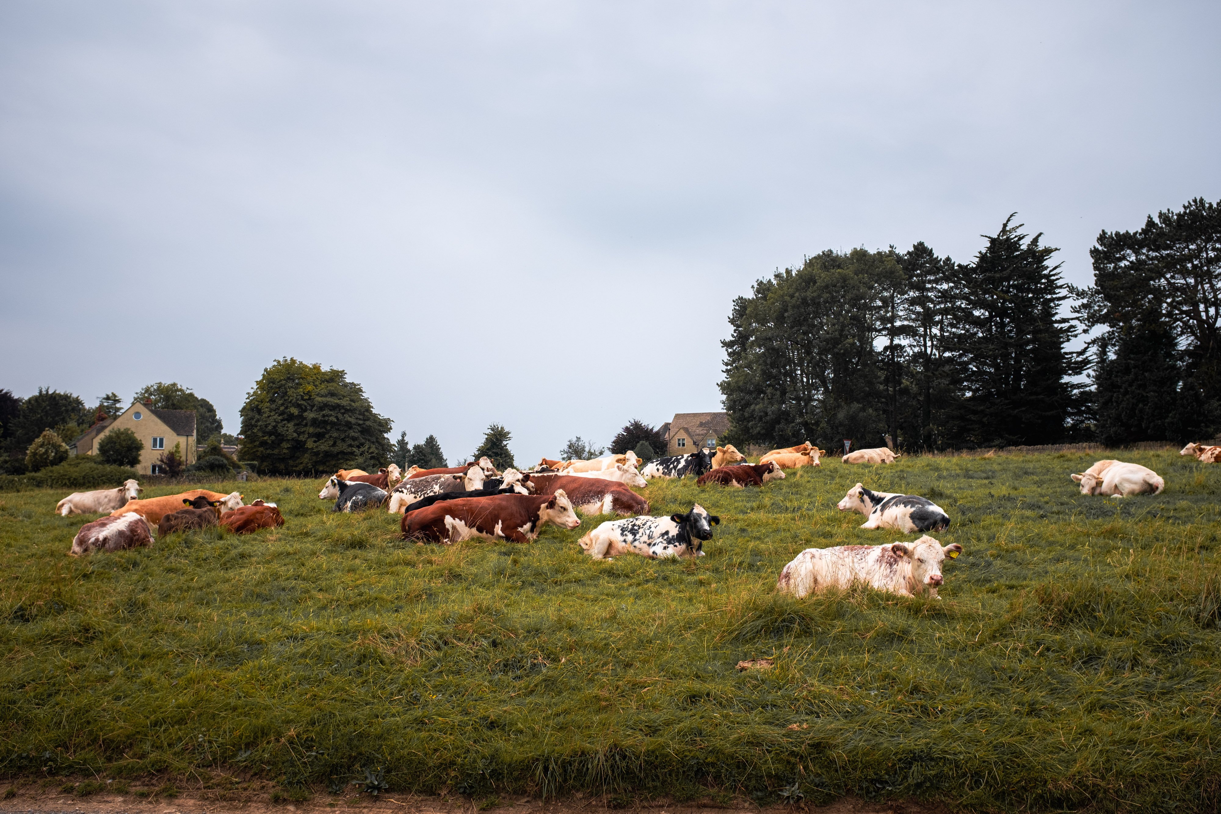 Rodborough Common | Walks and Pictures